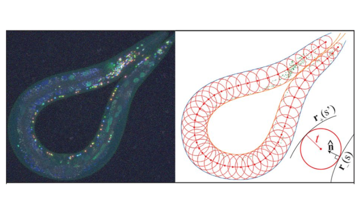Tailin Wu (吴泰霖): Home